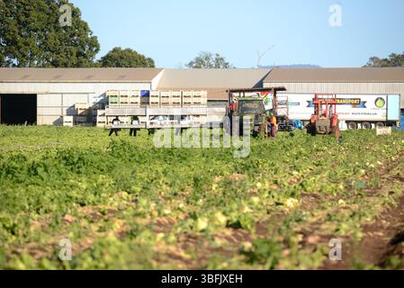 GATTON, AUSTRALIA, MAY 1, 2025: A team of people harvest lettuce at ...