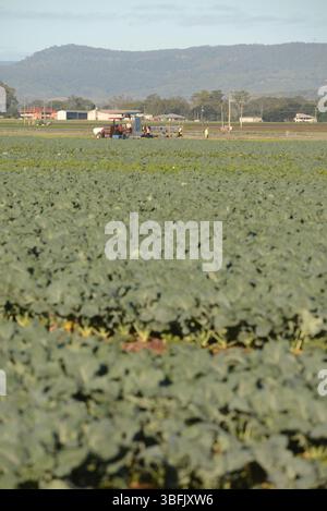 GATTON, AUSTRALIA, MAY 1, 2025: A team of people harvest lettuce at ...