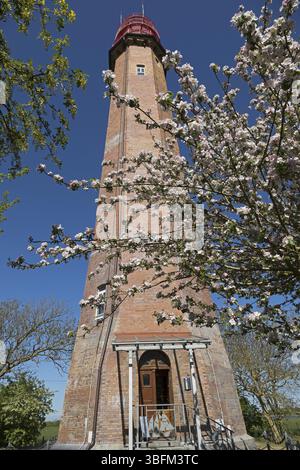 Germany, Schleswig-Holstein, fruit tree meadow, sheep, evening light ...