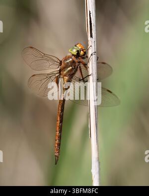 Norfolk Hawker dragonfly (Aeshna isoceles), Norfolk, England Stock ...