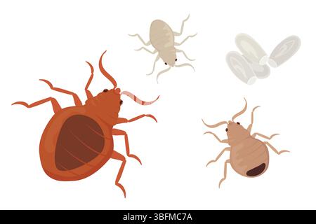 Illustrating the bed bug life cycle with stages from egg to adult, size ...