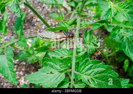 Cicada Brood XIV (14) Periodical Magicicada Hemiptera Auchenorrhyncha ...