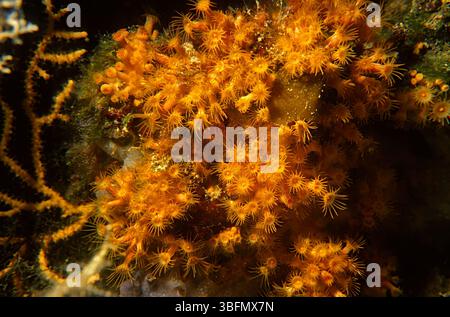 Star coral, chalice coral, Astroides calicularis, Dendrophylliidae, Tor ...