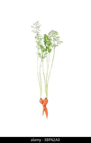 White symbol of man and woman on red brick wall Stock Photo - Alamy