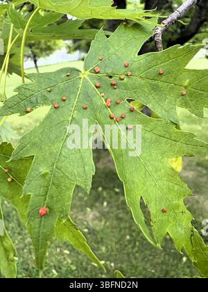 Maple tree disease by the gall mites causing red bumps on leaves; maple ...