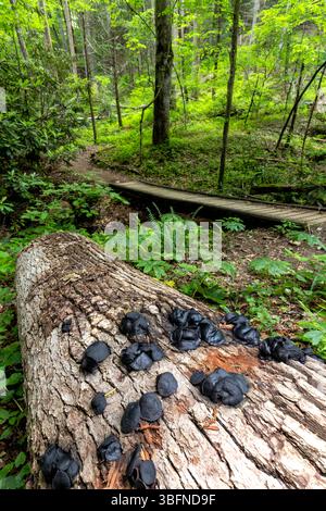Clusters of the black fungi Bulgaria inquinans on a felled tree Stock ...