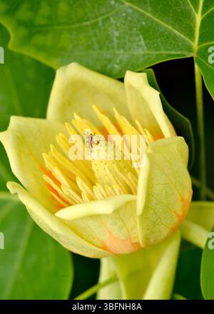 American Tuliptree (Liriodendron tulipifera) close-up of a young spring ...