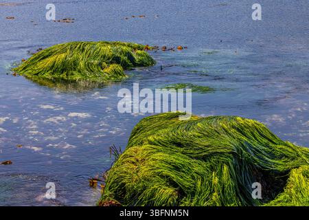 Torrey's Surfgrass, Phyllospadix torreyi, in rocky habitat of Tongue ...