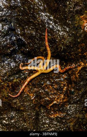 Daisy Brittle Star, Ophiopholis aculeata, at Tongue Point in Salt Creek ...