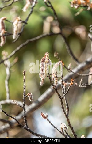 Backlit cluster of female European aspen or Quaking Aspen, Populus ...