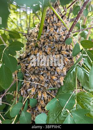 Bargteheide, Germany. 01st June, 2025. A swarming colony of bees has ...