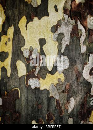 Close-up of tree bark with intricate roots and green vines in natural ...