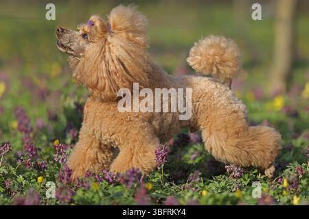 Cute red toy poodle walking on the grass outdoor Stock Photo - Alamy