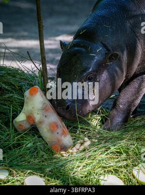 03 June 2025, Berlin: Toni the pygmy hippopotamus is given a cake made ...