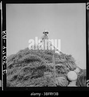 This photograph depicts the labor-intensive process of brickmaking at a ...