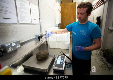 Amphibian zookeeper Adam Bland weighing a African bullfrog named ...