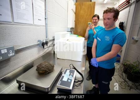 Amphibian zookeeper Adam Bland weighing a African bullfrog named ...