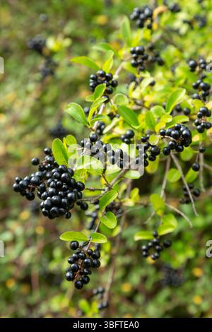 Common privet (Ligustrum vulgare), also known as Wild privet is an ...