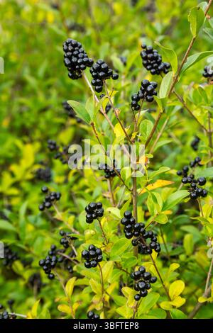 Common privet (Ligustrum vulgare), also known as Wild privet is an ...