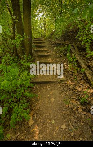 Autumn Soft colors in a forest background Stock Photo - Alamy