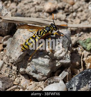 French Paper Wasp (Polistes gallicus Stock Photo - Alamy