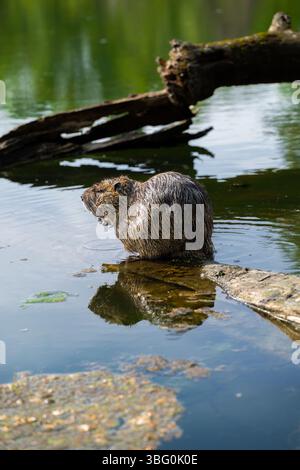 Closeup of a cute fluffy coypu animal eating a piece of apple in the ...