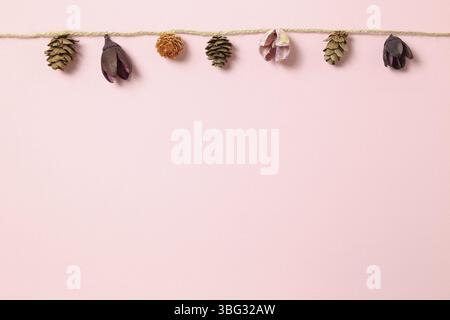 Pink flowering pine cone on a pine branch with green fir needles ...