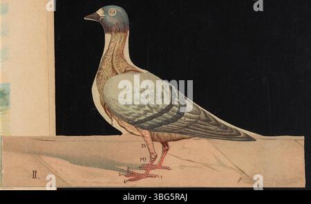 The 1924 book 'Il Colombo' offers detailed color illustrations of the ...