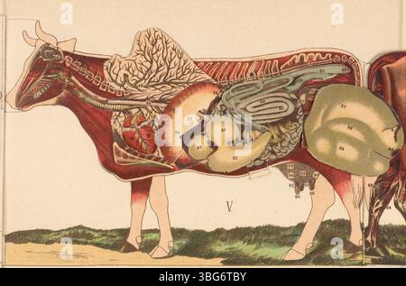 Cow anatomy with its muscular system Stock Photo - Alamy