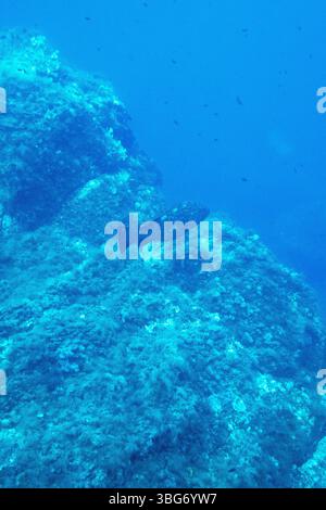 Mottled grouper - Mycteroperca rubra Stock Photo - Alamy