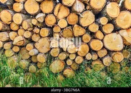 Large stack of 2-meter long logs and thick branches awaiting collection ...