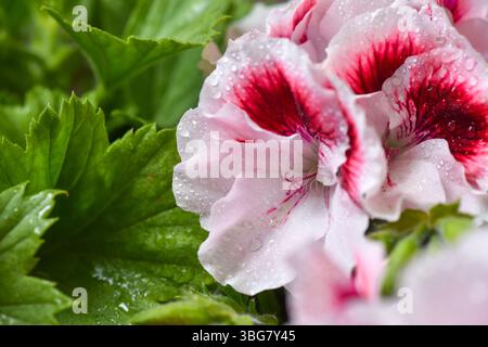 Lovely pink and white Pelargonium Geranium flowers, close up Stock ...