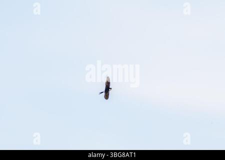 Western House Martin (Delichon urbicum Stock Photo - Alamy