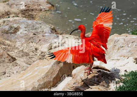 The Scarlet Ibis, sometimes called the Red Ibis (Eudocimus ruber Stock ...