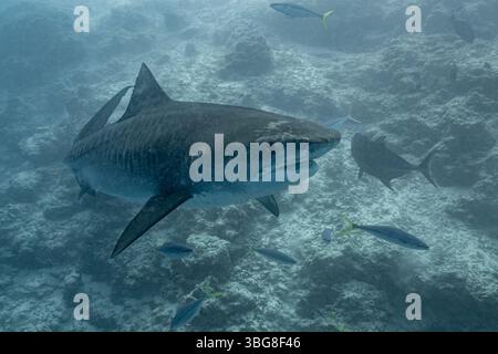 Maldives, Tiger Shark (Galeocerdo cuvier Stock Photo - Alamy