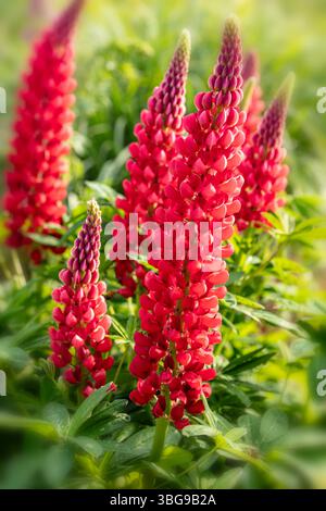 Lupinus 'Beefeater'. lupin 'Beefeater. Brick-red flowers with a small ...