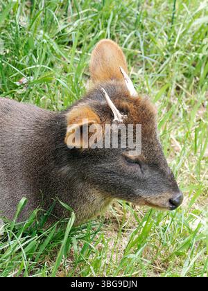 southern pudu - male, Südpudu, Pudu du Sud, Pudu puda, déli ...