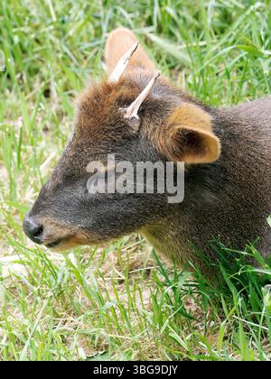 southern pudu - male, Südpudu, Pudu du Sud, Pudu puda, déli ...