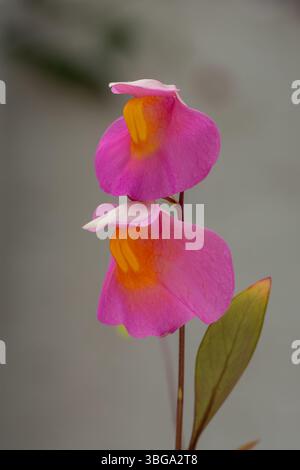 Flower of Utricularia x 'Jitka' (U. quelchii x U. pratermissa Stock ...