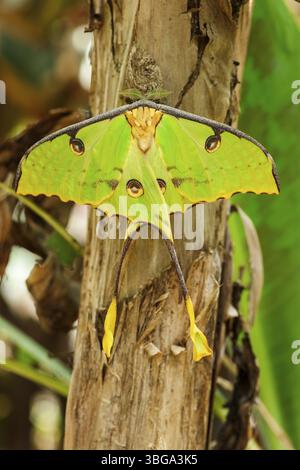 Peacock butterfly sitting on a tree log in the sunlight Stock Photo - Alamy