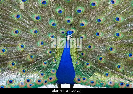 Beautiful Indian Peacock at the Yellow River Wildlife Sanctuary near ...