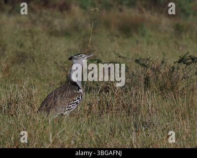 The kori bustard replaced the lilac breasted roller as Botswana's ...