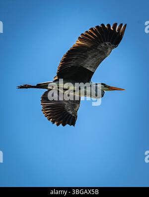 Grey Heron flying over the marshland. Green foliage in the background ...