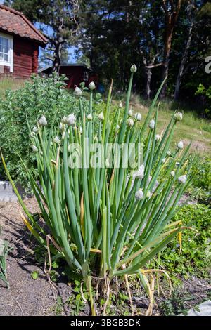 Organic vegetable garden, green onion on patch Stock Photo - Alamy