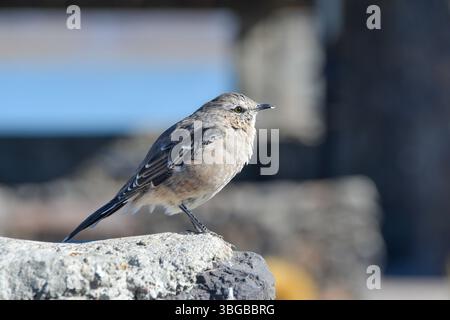 Patagonian Mockingbird (Mimus patagonicus Stock Photo - Alamy
