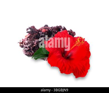 Red hibiscus flower and dried calyces on white background Stock Photo ...