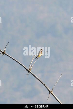 Himalayan Bulbul birds sitting on a bamboo tree near the Peace Pagoda ...
