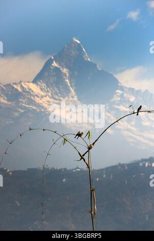 Himalayan Bulbul birds sitting on a bamboo tree near the Peace Pagoda ...