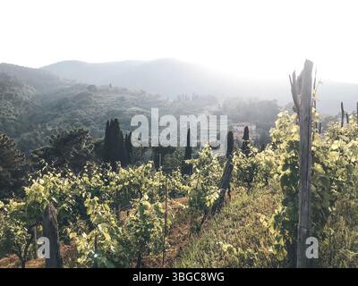 Hillside vineyard with lush greenery, distant mountains, and a small ...