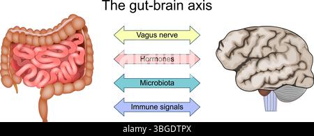 Brain-gut axis. Gut microbiota. Vagus nerve and Enteric nervous system. Vector illustration ...